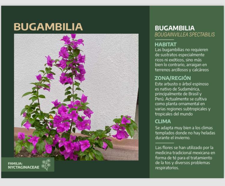 Bugambilia (Bougainvillea spp.) | :: ORT NOTICIAS